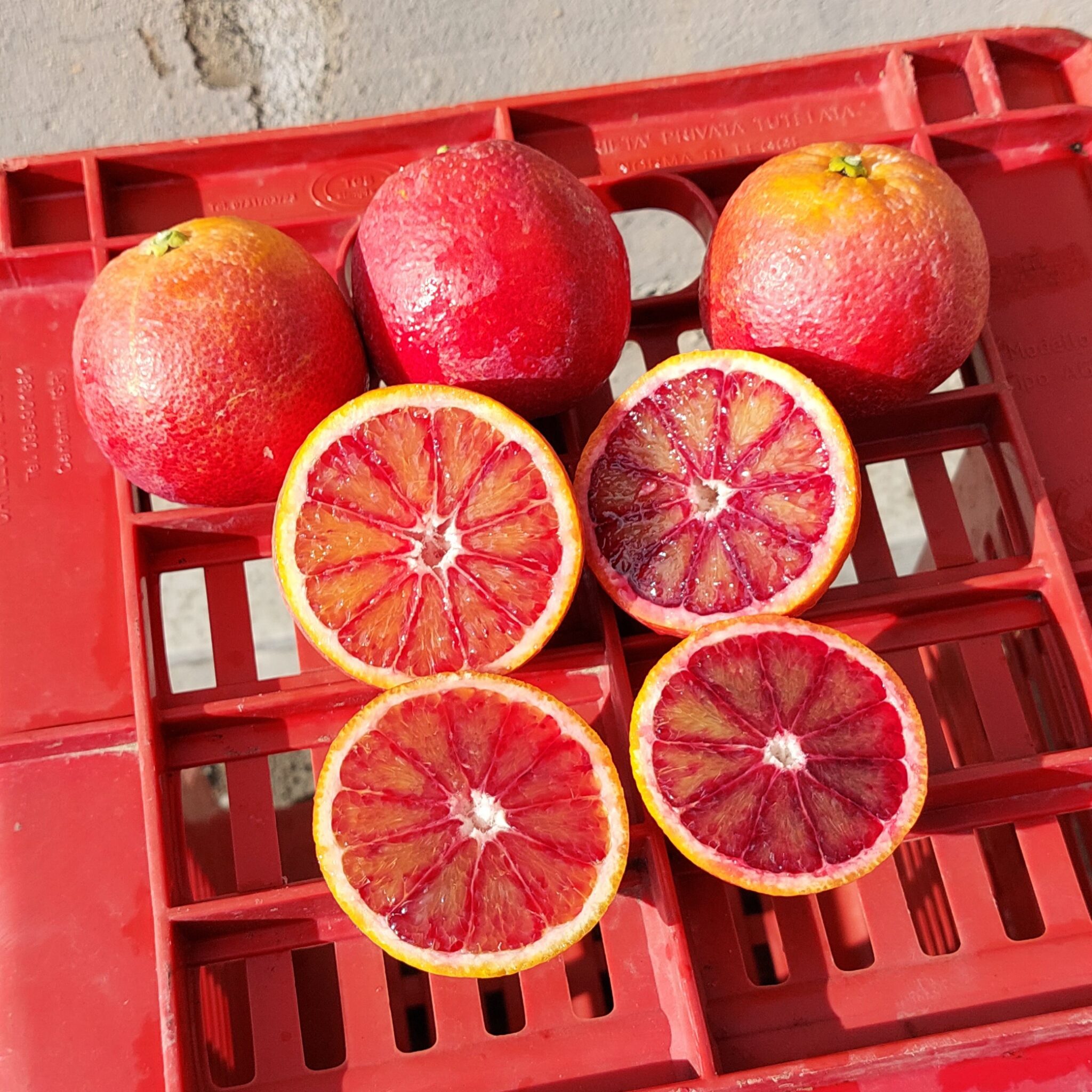 Arance Tarocco Rosso di Sicilia Vendita Online - Don Ciccio
