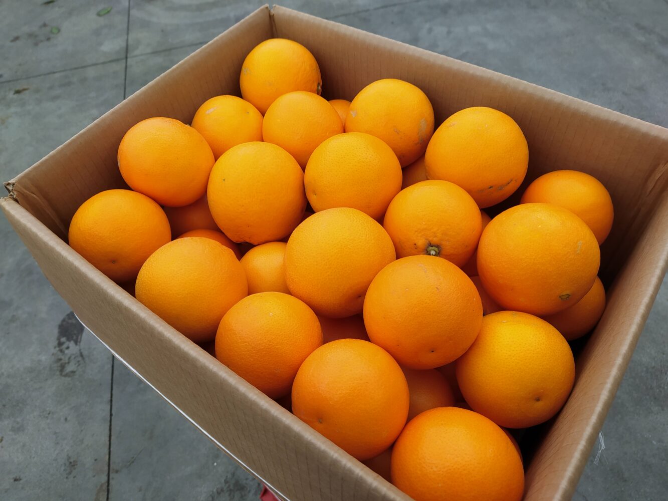 Arance Tarocco Gallo di Sicilia Vendita online - Don Ciccio